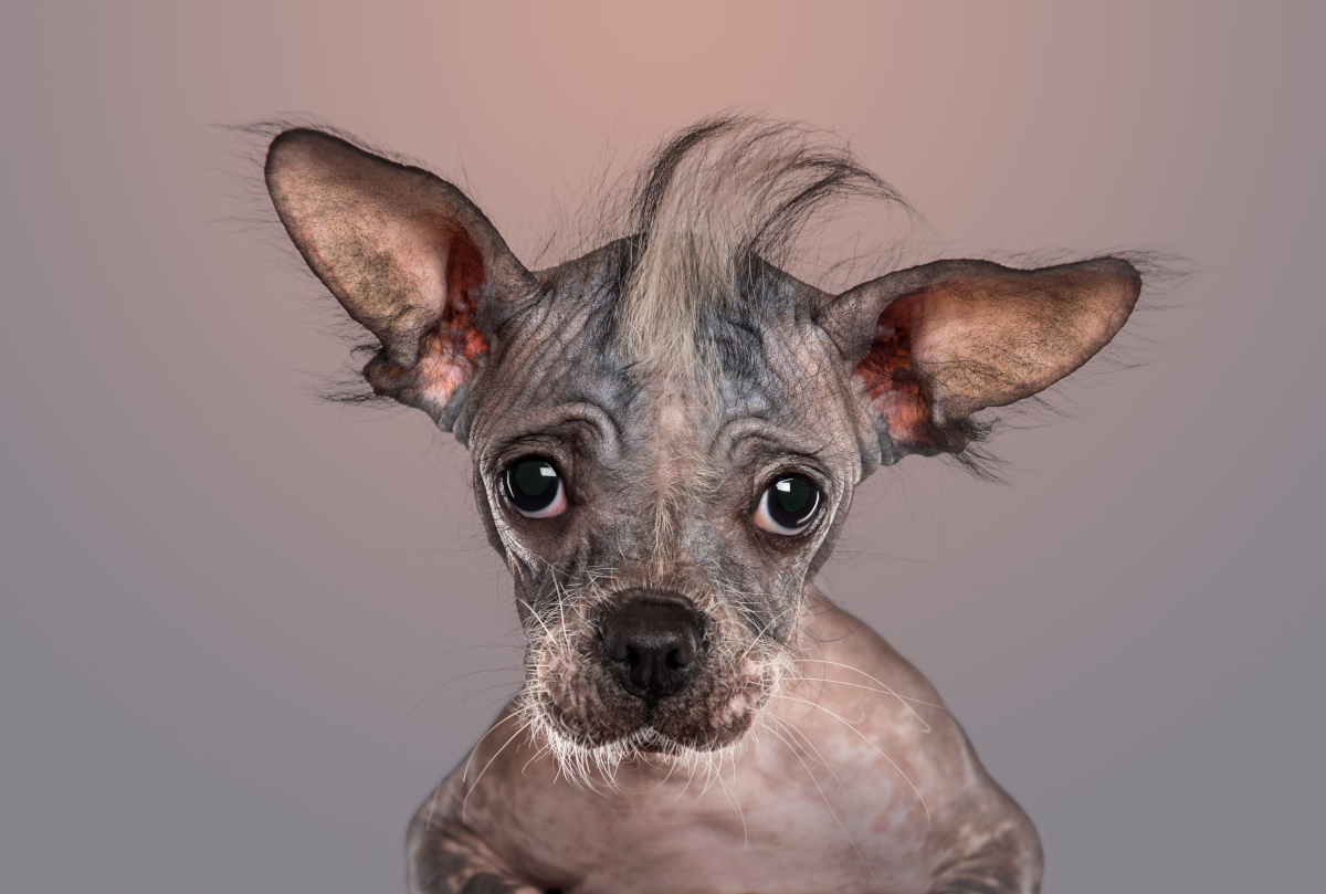 Comment prendre soin de votre chien moche sans poil : conseils essentiels