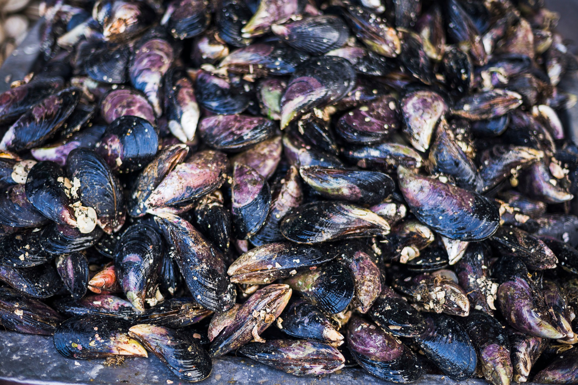 Tout savoir sur la saison des moules de bouchot et sa culture durable