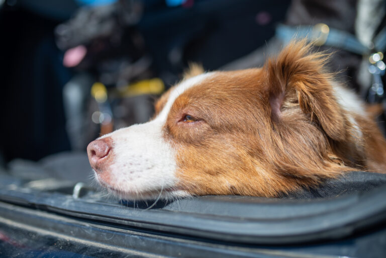 id-es-de-nom-mignon-et-original-de-chien-femelle-quel-pr-nom-choisir