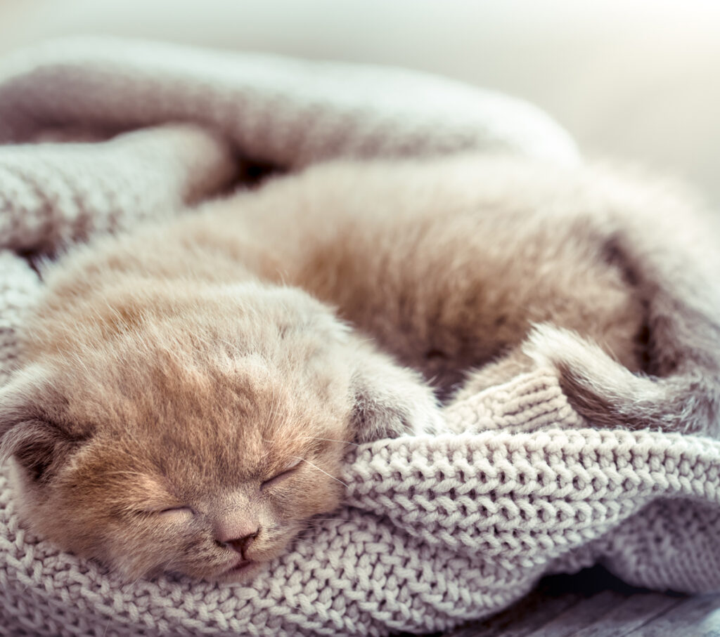 Idée de nom de chaton mâle : quel prénom choisir pour un chaton